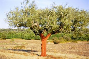 Sun, solace and spectacular scenary in Portugal’s unspoilt Alentejo ...